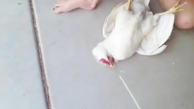 在“公鸡”面前画一条直线,公鸡真的会被催眠吗?