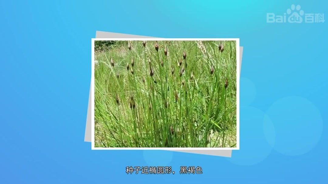 一分钟了解细灯心草