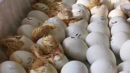 自己用保温箱孵化鸭子,还算成功,每天都能见证新生命的诞生