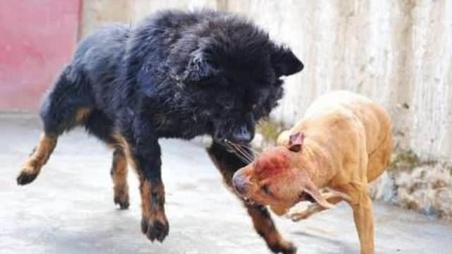 藏獒大战比特犬,疯狂撕咬战斗,真恐怖!