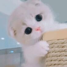 木木是御猫的挚爱 