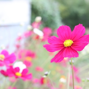 课程备份小助手 