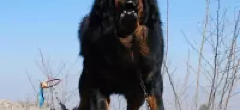 比特犬被凶猛藏獒秒杀 场面太惨烈了