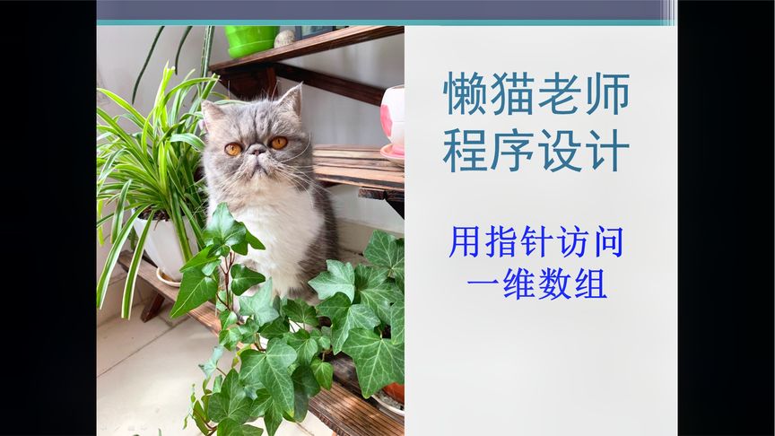 懒猫老师-C语言-08.指针与一维数组