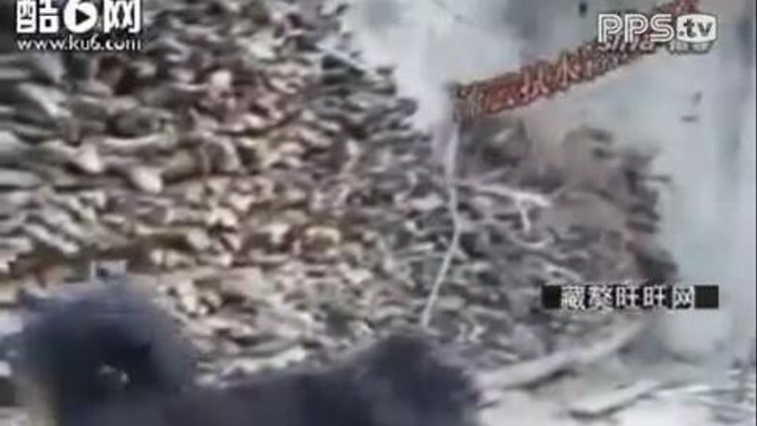 实拍 大金川天价藏獒暴怒瞬间.f4v