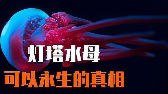 美丽外表和不死之身共存的灯塔水母,真的可以永生吗?