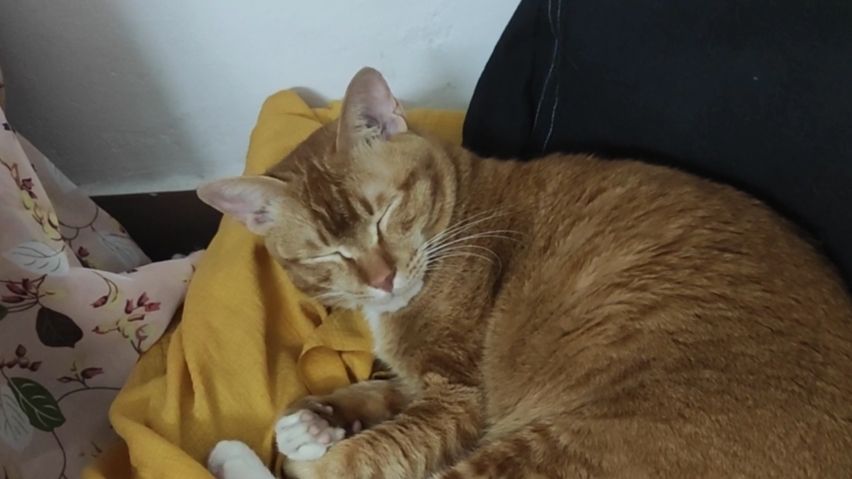 小猫咪睡觉觉了,铲屎的还想再继续玩怎么办