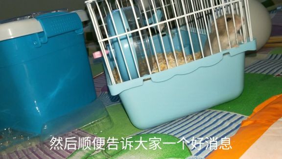 送仓鼠 送仓鼠 送仓鼠 重要事情说三遍