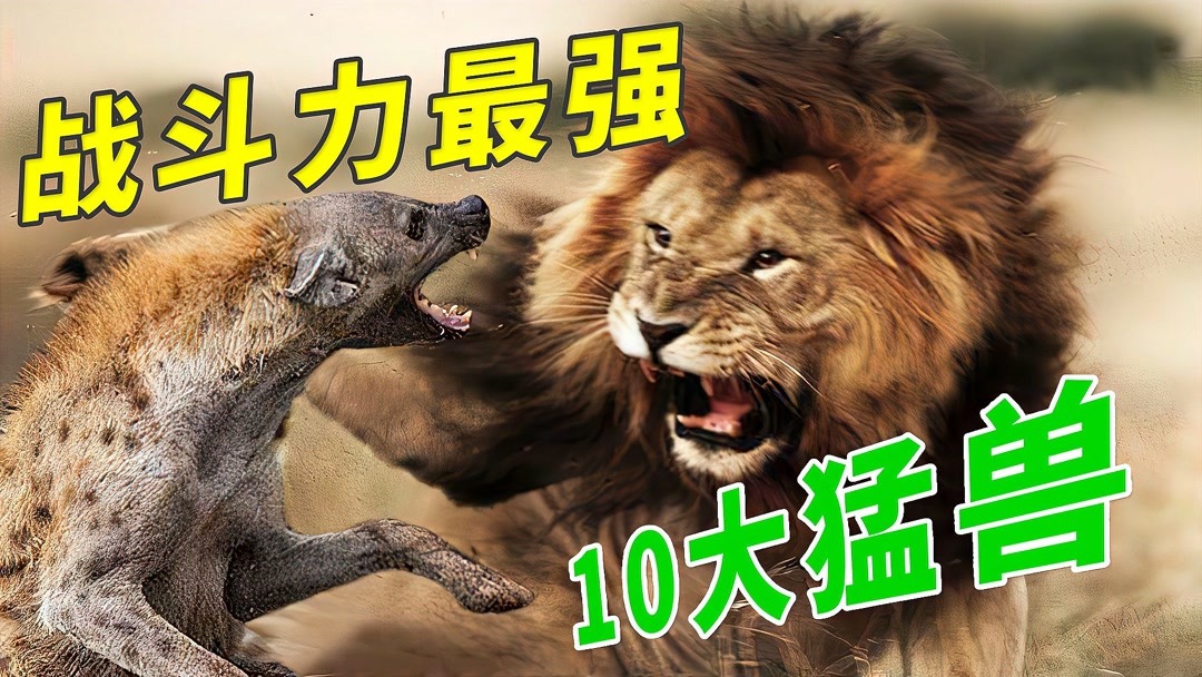 10大攻击力最强的猛兽,第1名不是狮子老虎,猛兽真实战斗力排行