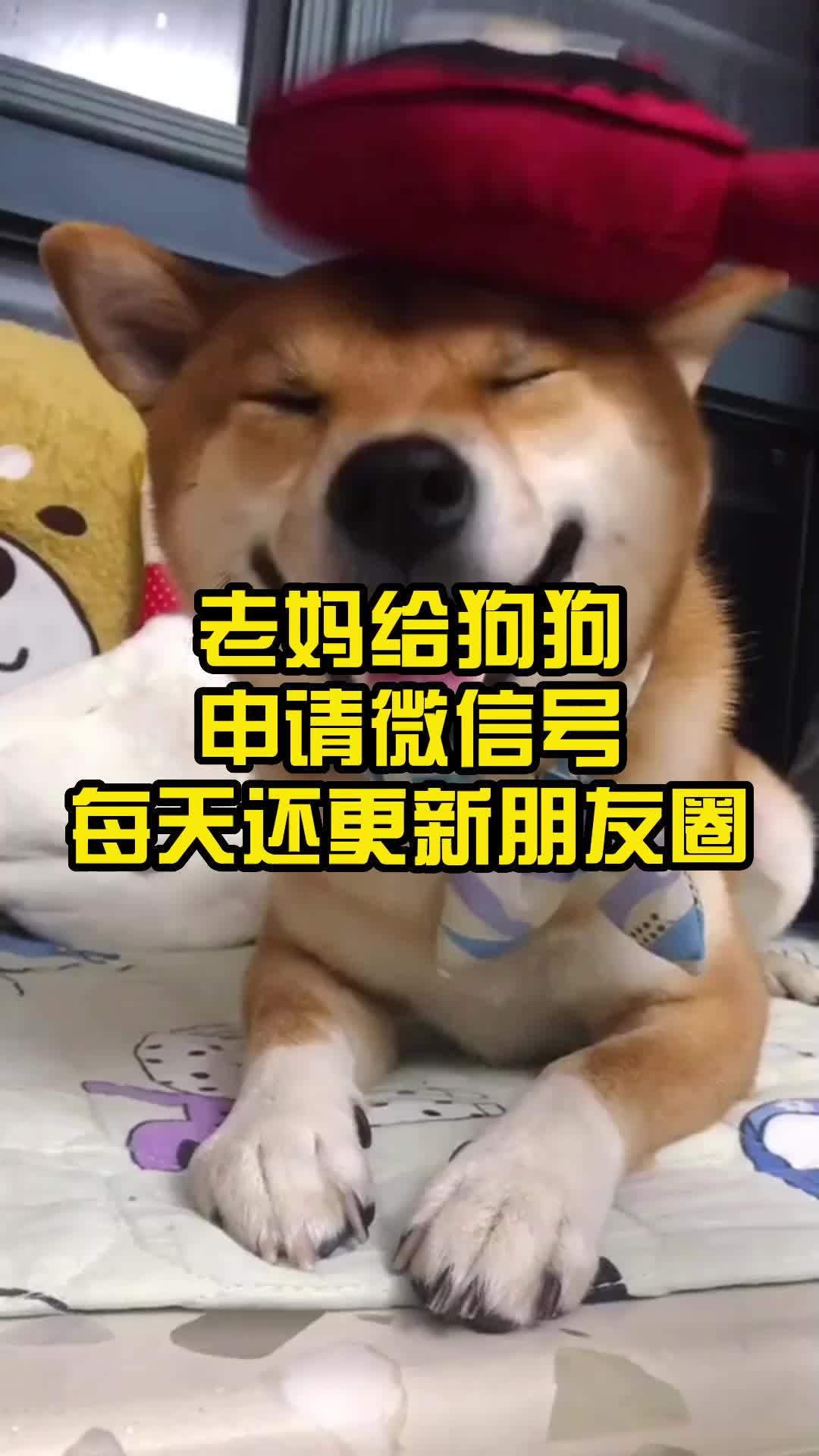 老妈给狗狗申请微信号