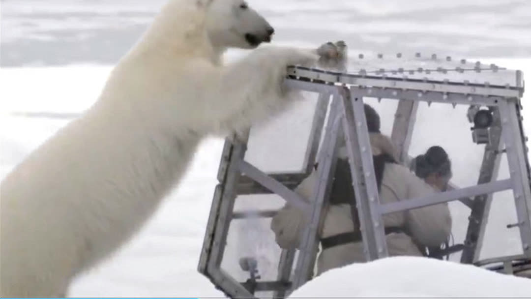 北极熊跟玻璃笼子里的人互动,这货小心思一眼被看穿!