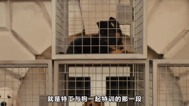 铲屎官模拟器出炉,就连王牌特工里的特工犬都能训练出来