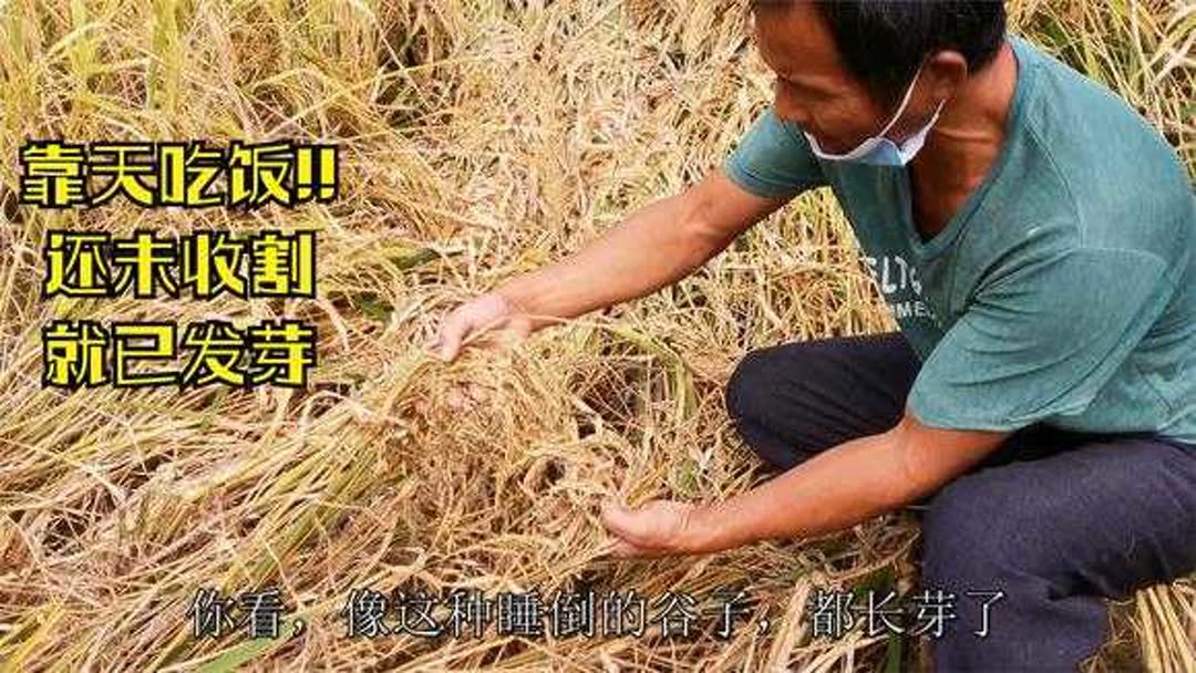 辛苦种了一年稻子还在田里就发芽了,老乡辛酸讲出种地人少的原因