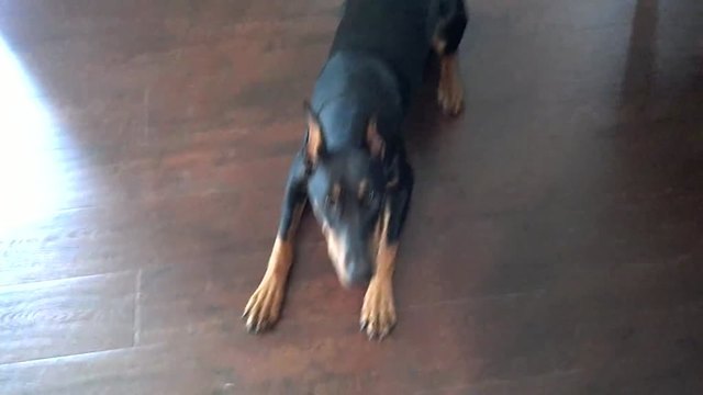
   
   世界上最聪明的杜宾犬,主人说的一切指令竟然全部都懂