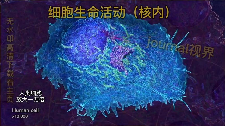 003-1|微观世界下细胞核内生命活动