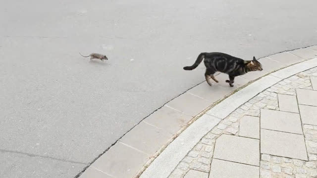 猫气势汹汹去捉老鼠,不料老鼠强势反击,追的猫满大街跑