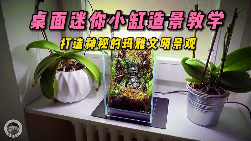桌面迷你小缸造景教学,打造神秘的南美玛雅雨林景观