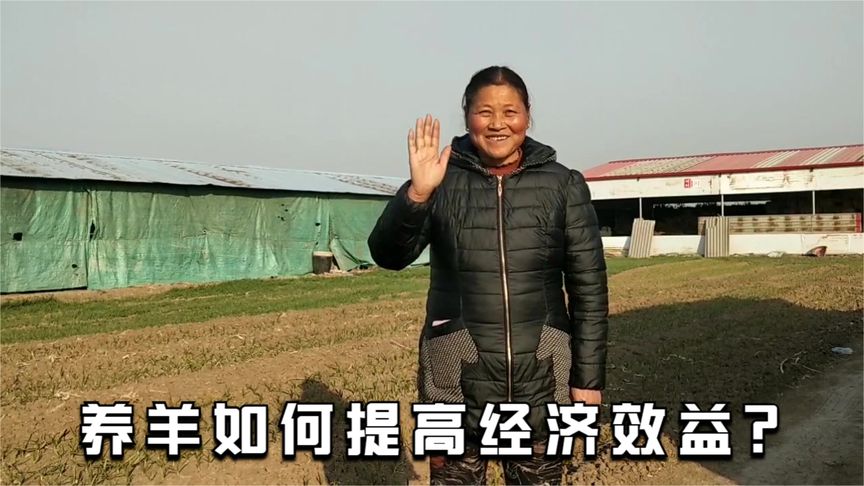 养羊老张分享:养羊如何提高经济效益?
