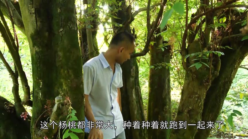 福建农村有七棵百年杨桃树,居然长在一起了,看看到底怎么回事?