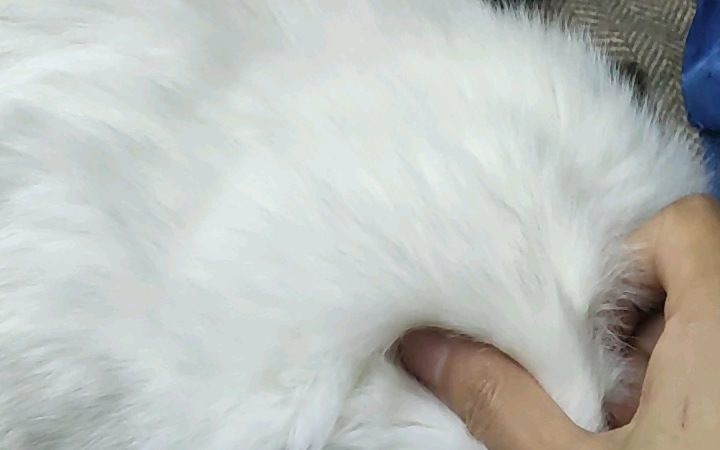 可爱猫咪爱撒娇卖萌