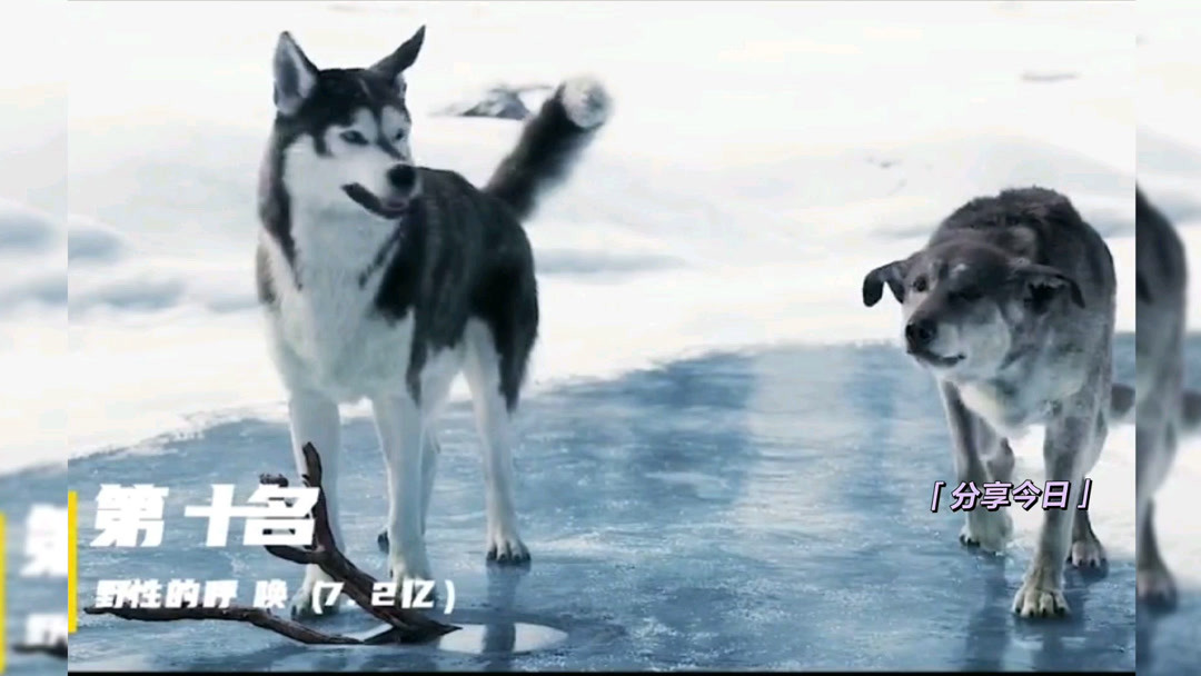 2020年十大电影票房排行榜我们有两个上榜你都看过几个欢迎评论