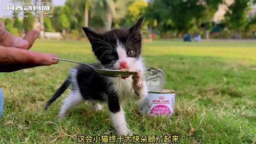 流落街头的小奶猫,被善心小哥救下后会认定主人,特别有灵性