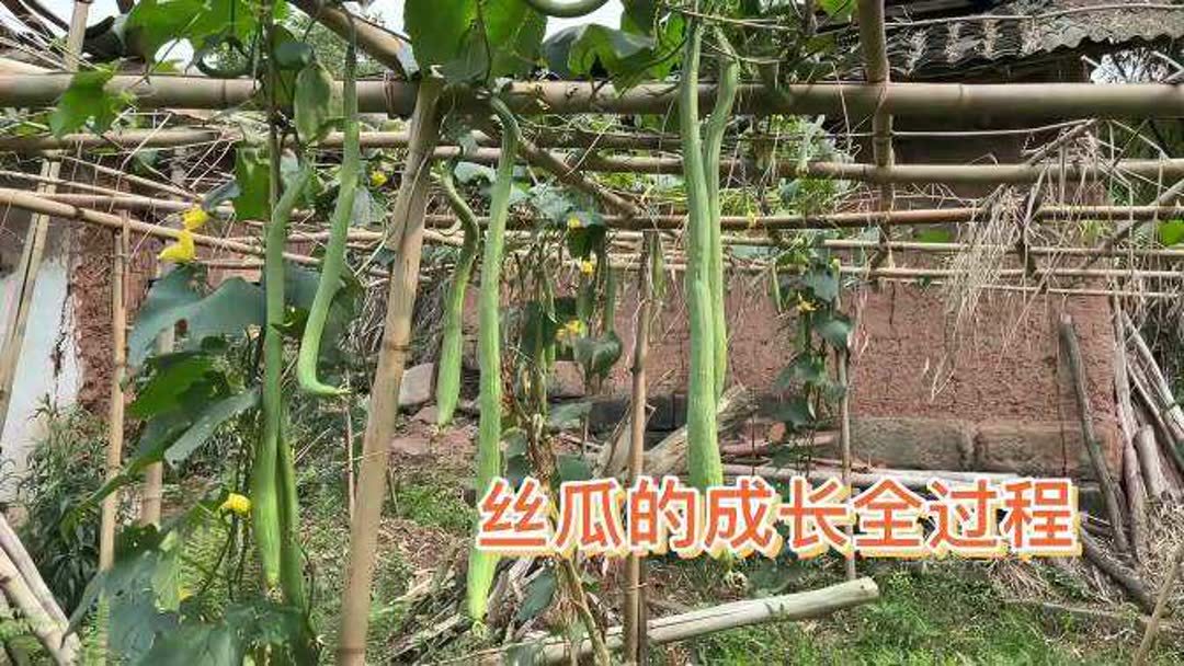管子哥种植丝瓜成长全过程,育苖,栽种,开花结果