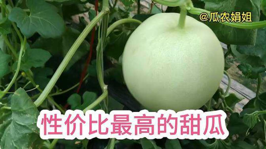 玉菇甜瓜被称为性价比最高甜瓜,价格低味道甜,一起进棚看看