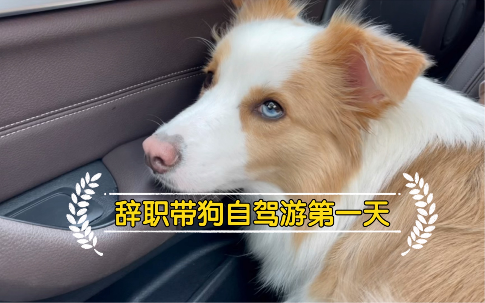 辞职带狗自驾游第一天,安装了超大的车顶帐篷