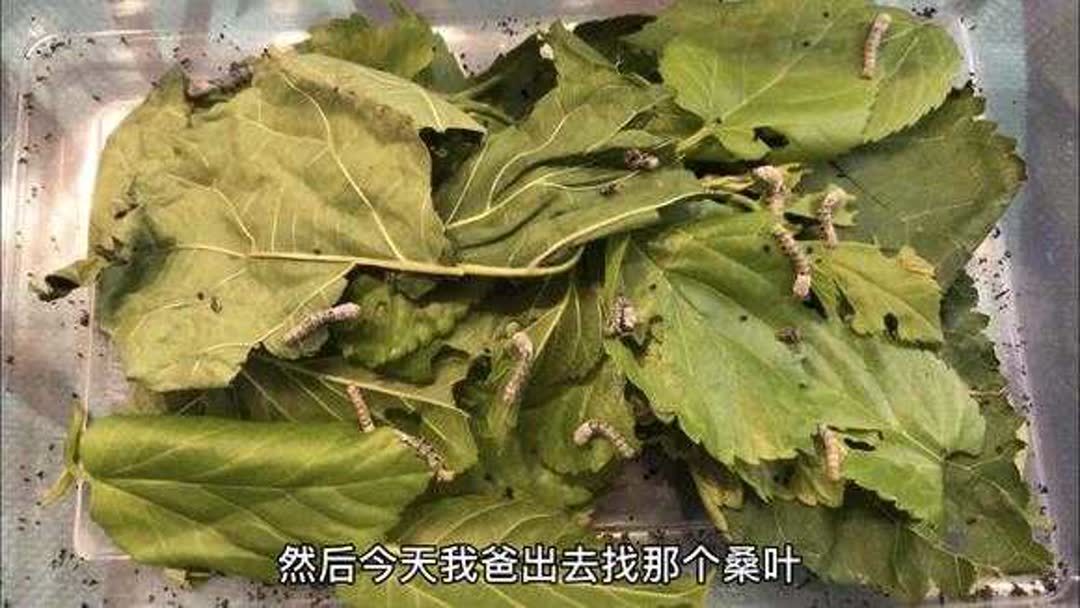 网购一盒蚕宝宝,第一次养这么小的蚕,还没个花生大,真怕养不好