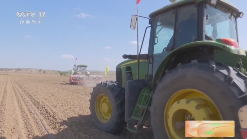 [中国三农报道]内蒙古乌审旗:玉米不减产 增收一季豆