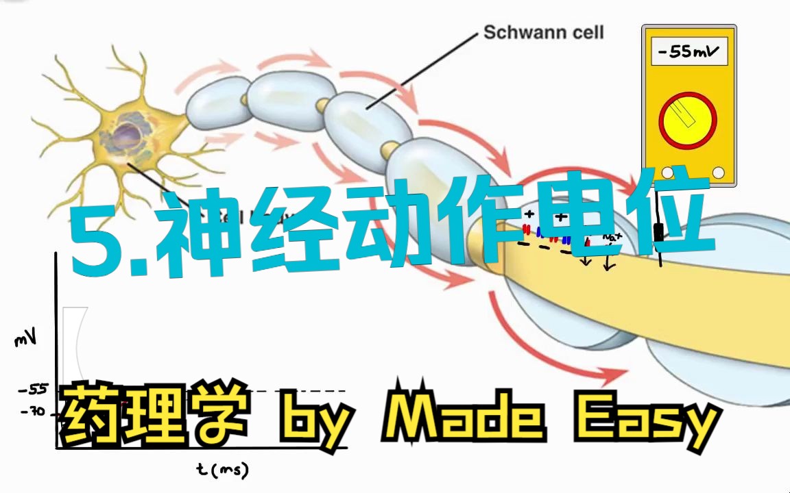 【药理学/Pharmacology】5.神经动作电位/Neuron Action Potential【...