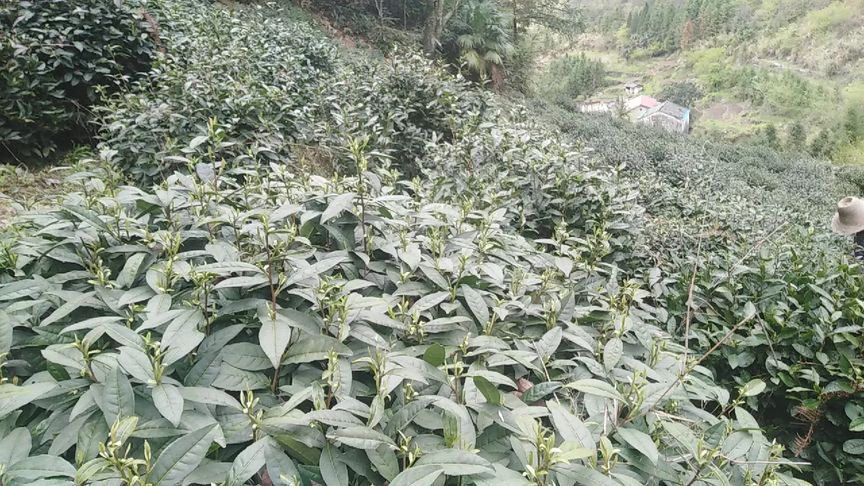 高山富硒茶越摘越小,今天加工明前最后一批好茶,天气好茶香足