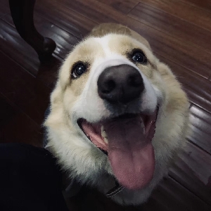 傻狍子的军考课堂 