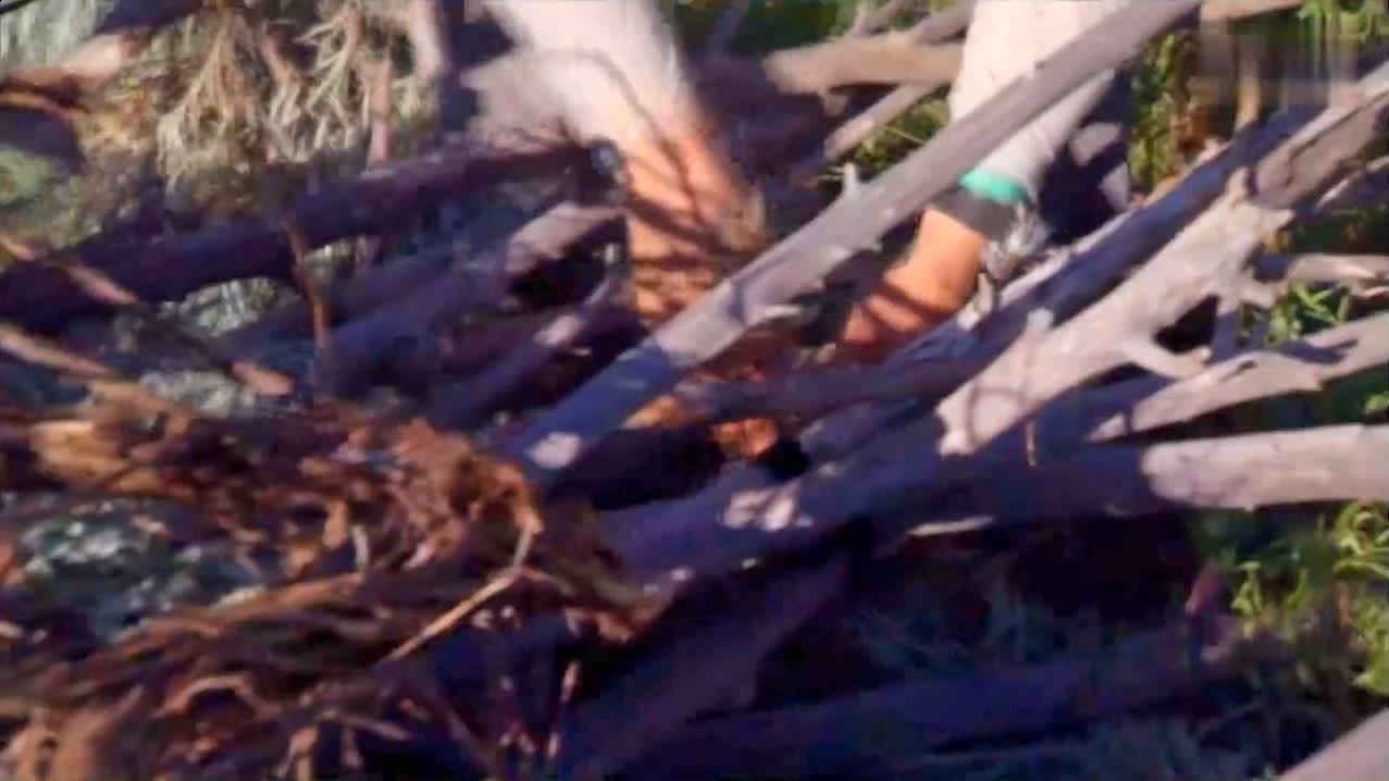 evenif是什么意思中文