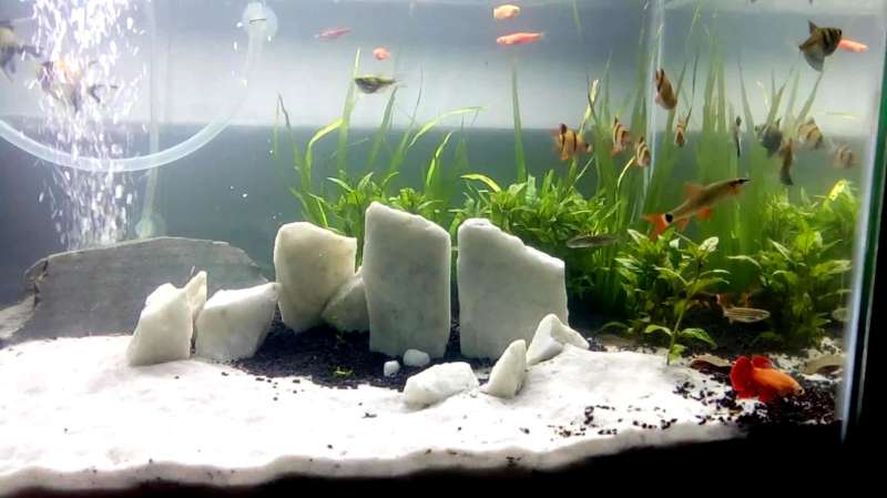 造景简单的水族馆,里面养了一群小鱼和乌龟,真的太可爱了