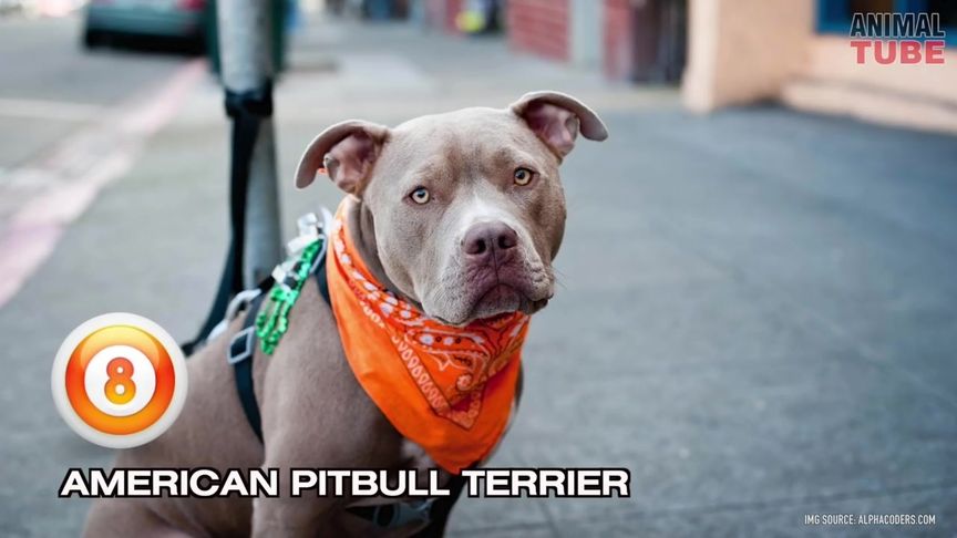 全球十大最强大的狗 第一居然是它 太厉害了