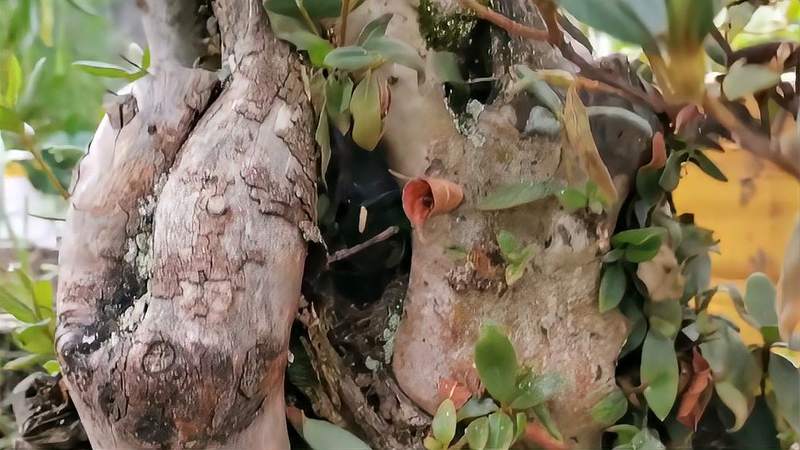 如此霸气的映山红熟桩,古老炭化,枝繁叶茂,至少上100年喜欢双击