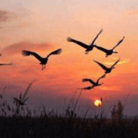 优酷用户1648115680162856 