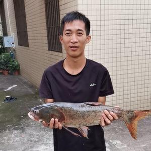 广东钟表捕鱼生活视频 