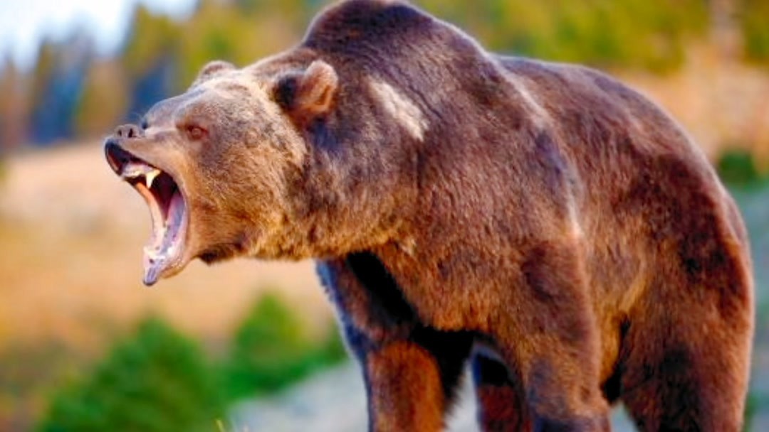 每只棕熊都在练习自己的捕猎技巧,有的棕熊还会在水中追捕鱼