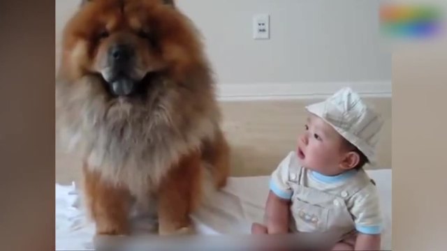 小狗狗,你坐在这一动不动的!真是一个忠实的狗狗!