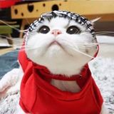 chenpeichao1231492149236862647 