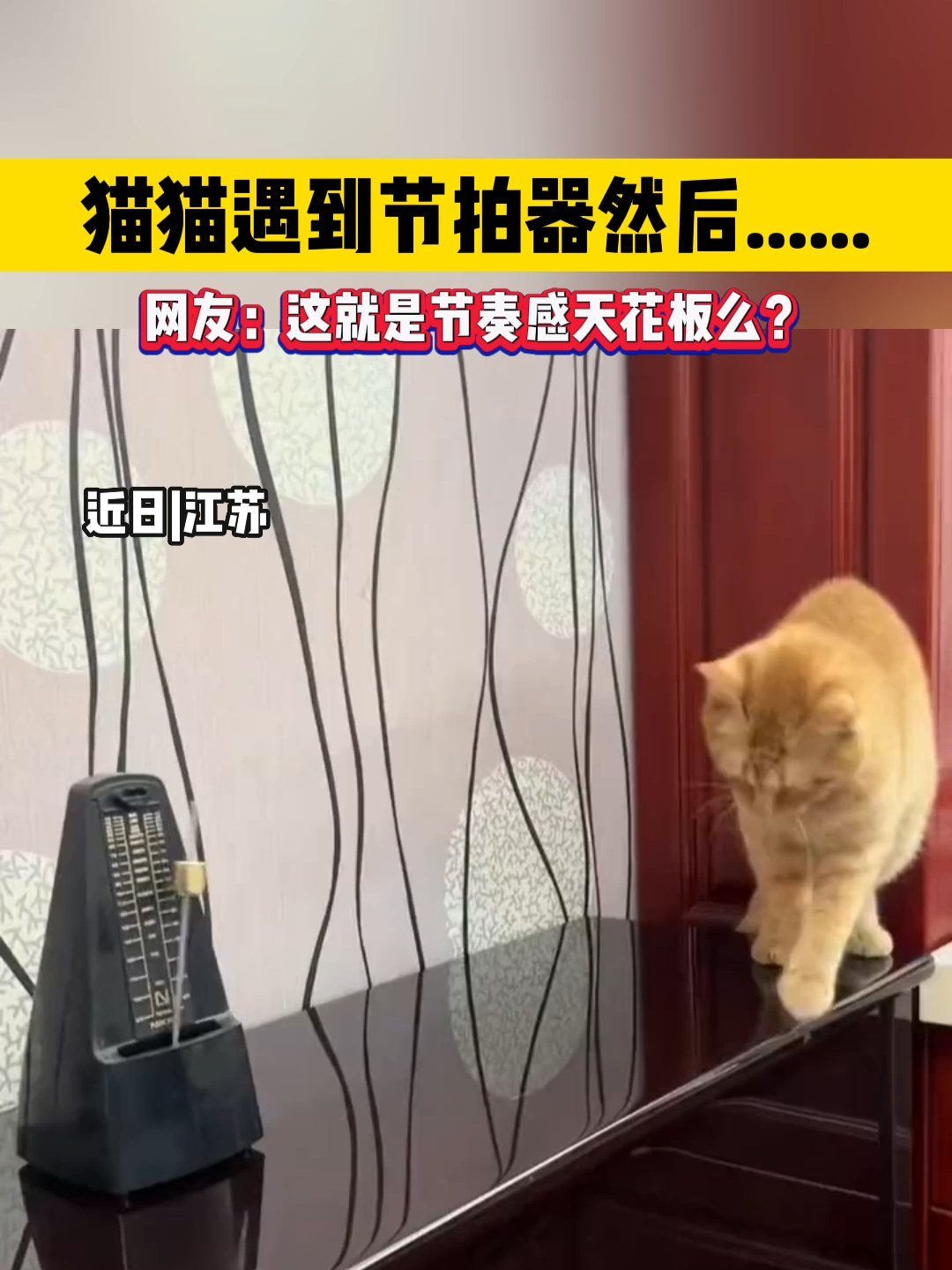 猫猫遇到节拍器,然后.