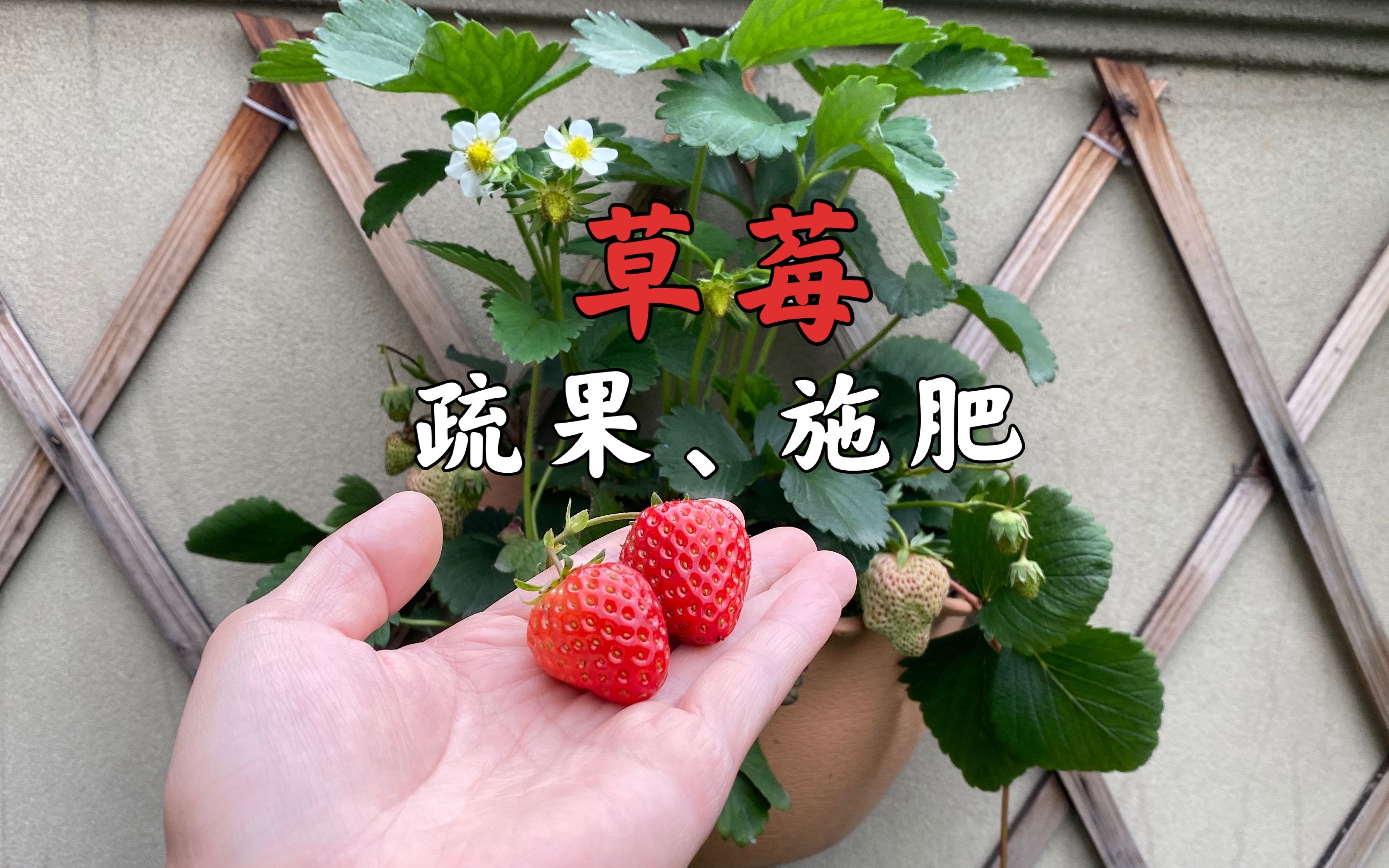 草莓种植,做好疏果和施肥,草莓膨大更快、口感也更好