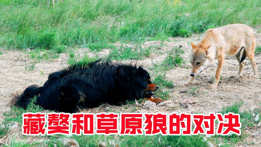 成年藏獒 大战 草原狼 这样一场别致的对决之战 你见过吗?