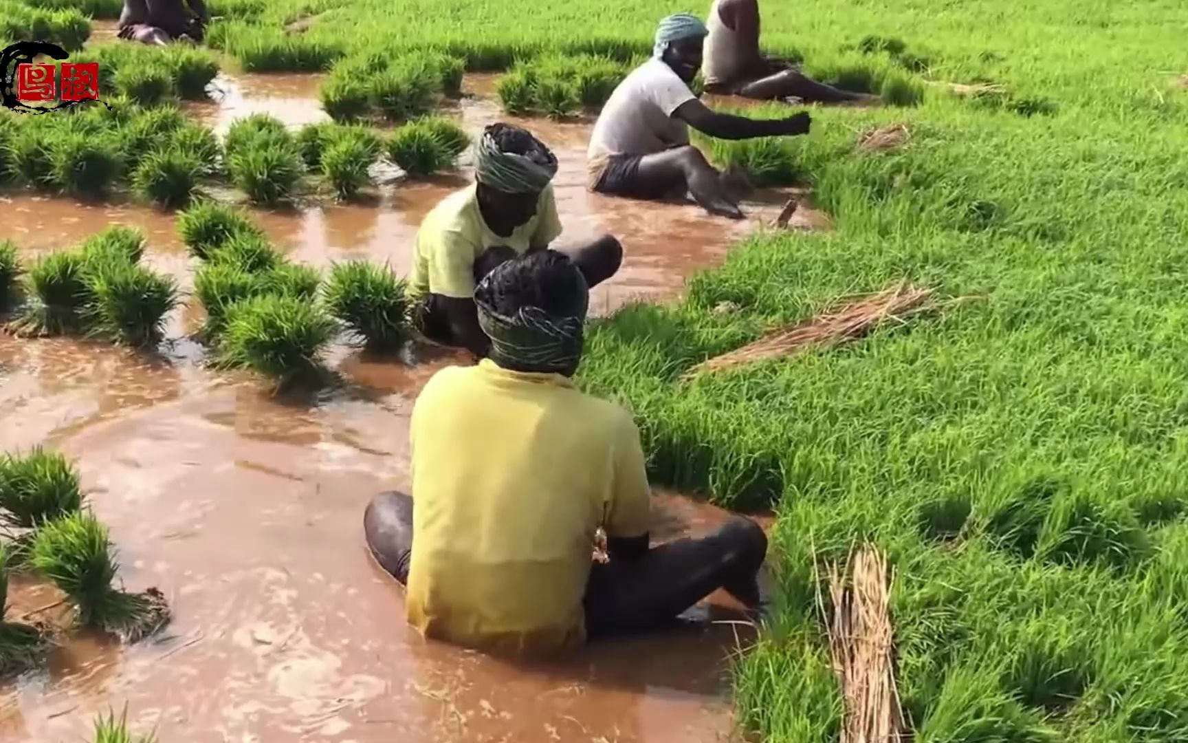 印度农民手工种田,呈现稻谷从发芽到收获的全过程