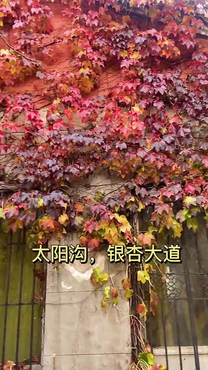 大连的秋日美景全国首屈一指