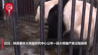 年首只秦岭大熊猫宝宝诞生,产仔过程视频公布