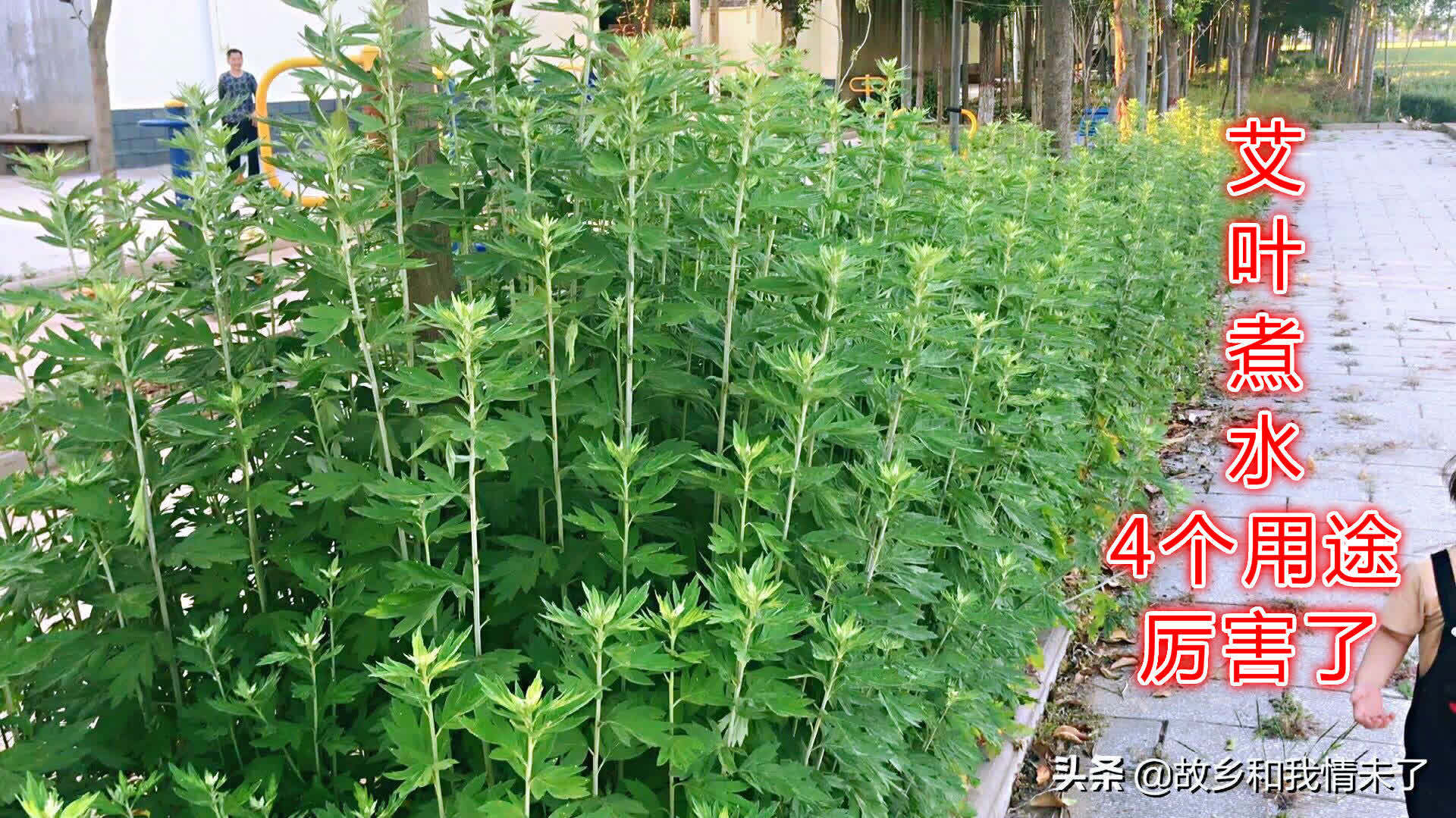 "艾叶煮水"4个正确用途,很多人都不知道它的好处,一起看下吧